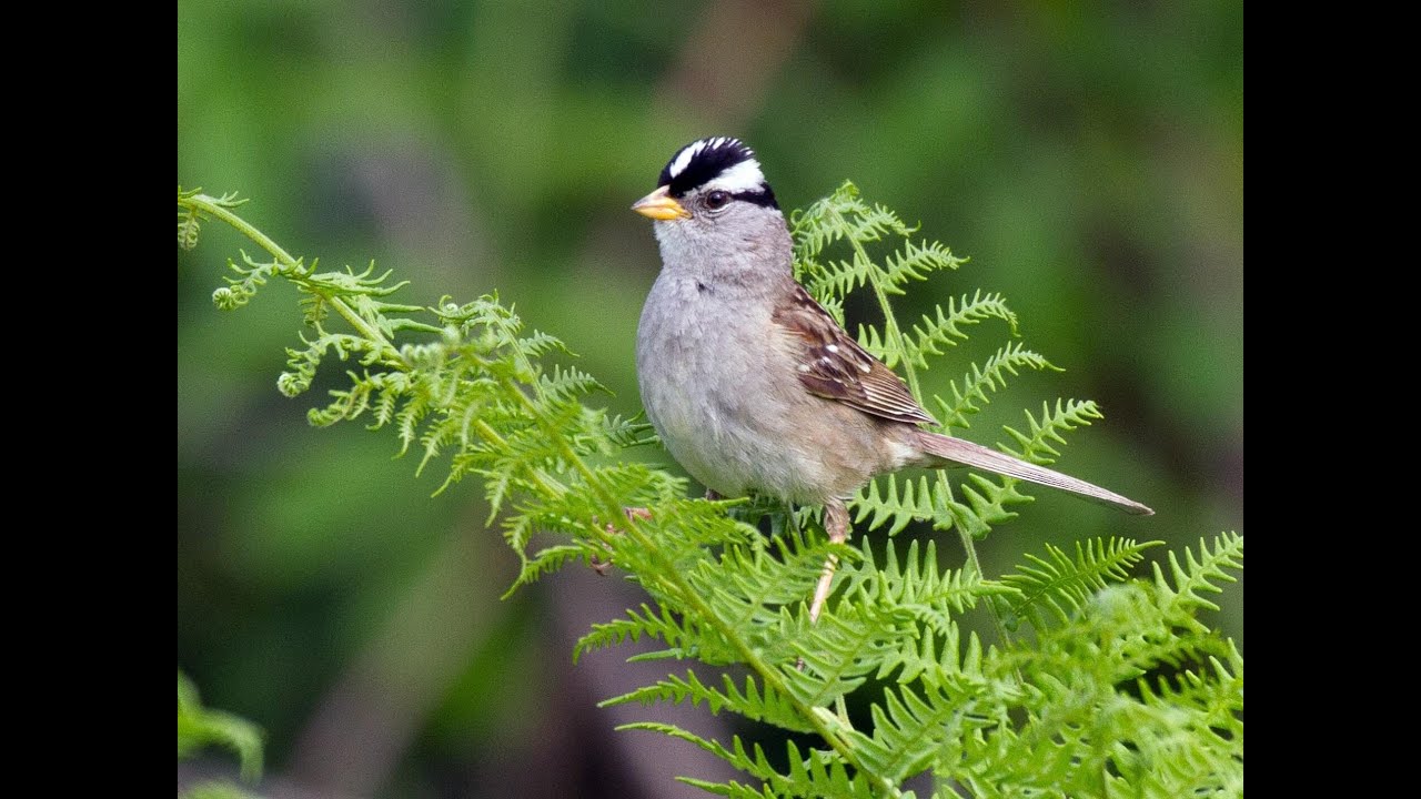 White Crowned Sparrow - Migration Route via Urban Acadia Area - JAR ...