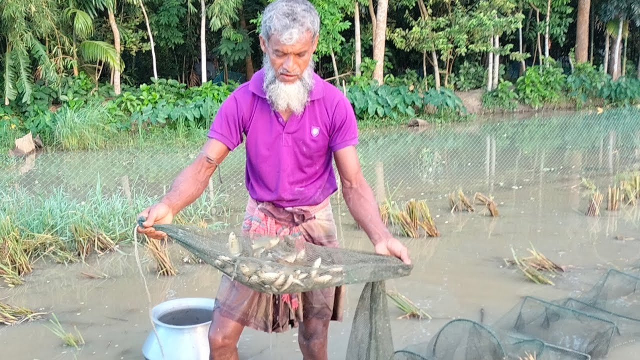 চায়না জাল দিয়ে মাছ ধরা।।অদ্ভুত মাছ ধরার ফাঁদ।। Best Village Fishing ...