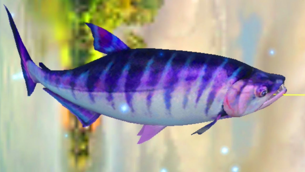 Spine Strip Payara Vampire fish 巨骨舌鱼 AMAZON WORLD FISHING CHAMPIONSHIP ...