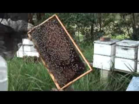 BEEKEEPING: Queenless Hive Part 2. - YouTube