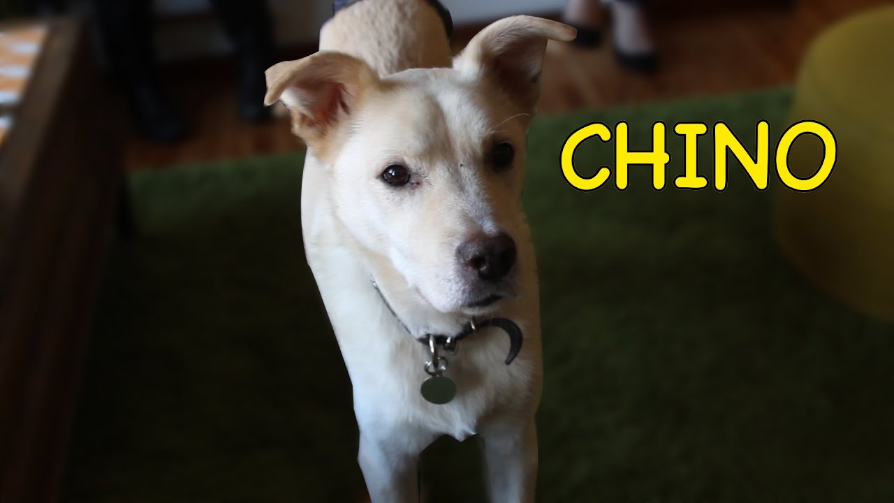Meet our Pup Pal Chino! - YouTube