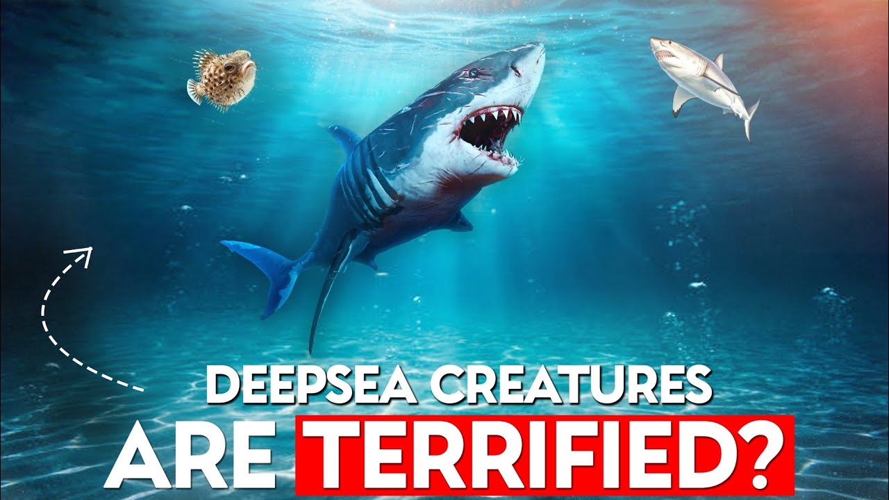 Why Deepsea Creatures Are Coming to Surface? - YouTube