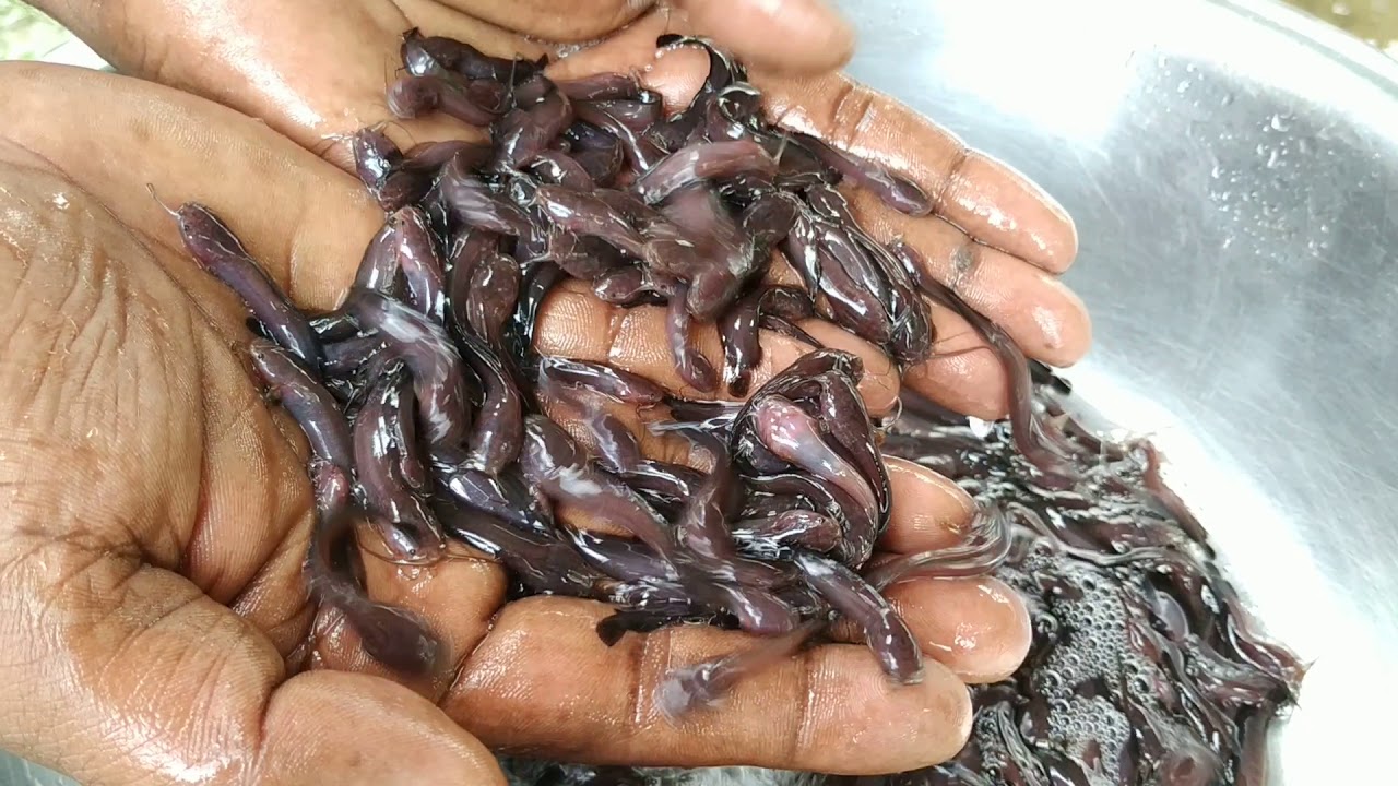 মাগুর মাছ চাষ লাভজনক। মাগুর মাছ চাষ পদ্ধতি। Magur fish cultivation ...