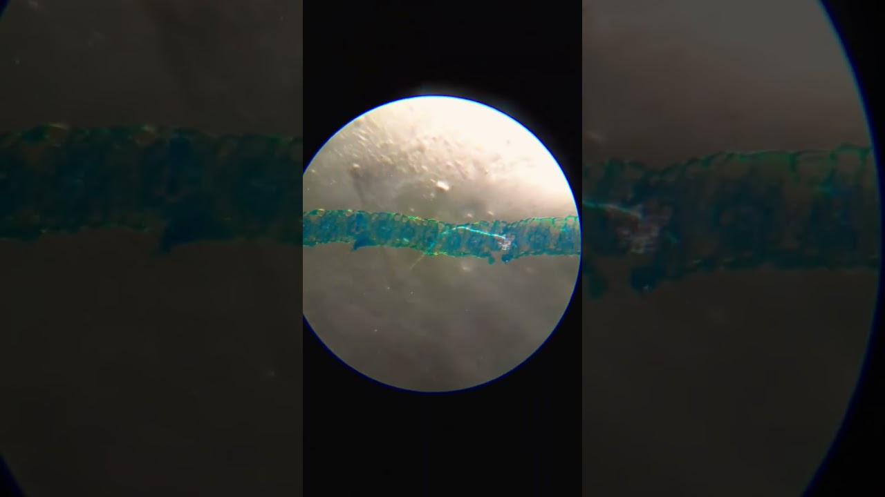 monocot leaf ( angiosperm) under a microscope #science #biology - YouTube