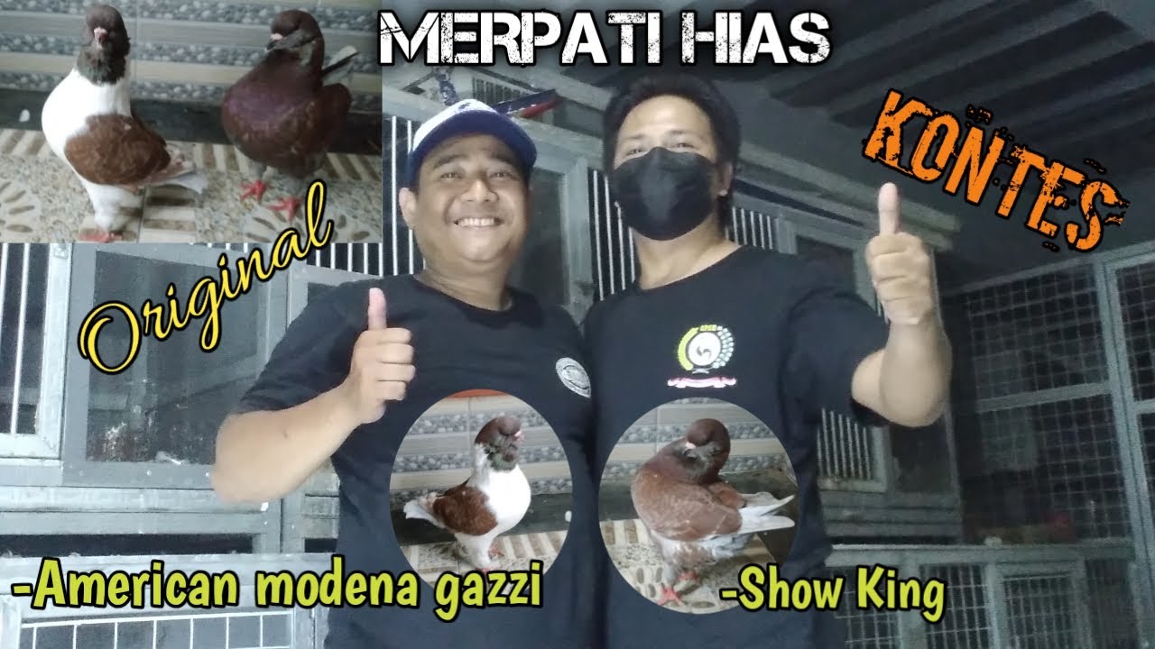 BURUNG MERPATI HIAS JENIS AMERICAN MODENA GAZZI DAN SHOW KING BIRD ...