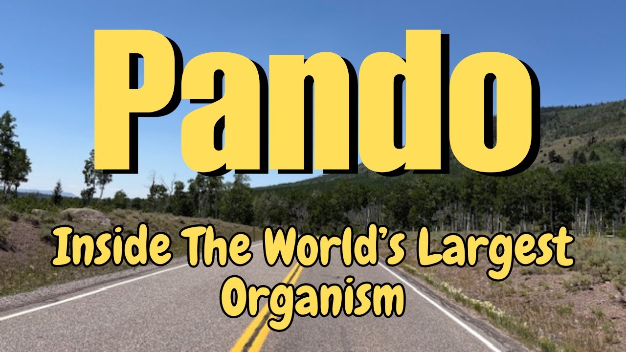 PANDO : Inside the World's Largest Living Organism and Oldest Tree ...