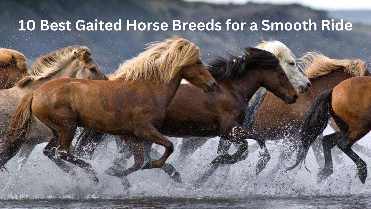 10 Best Gaited Horse Breeds for a Smooth Ride - YouTube