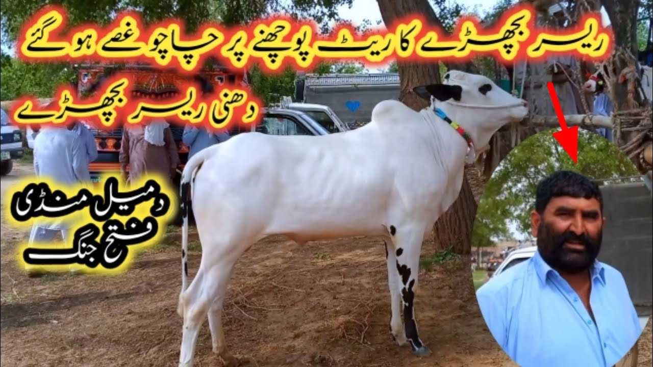 beautiful dhani dasi Miy breed cow calf rates in dhumil Mandi Fateh ...