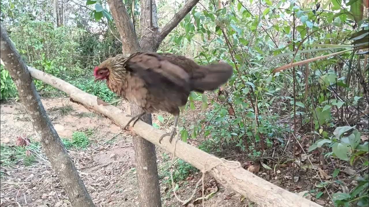 Poj Qaib Seev Zoo Heev Nawb #mp2...0302132069 App 02095873356 - YouTube