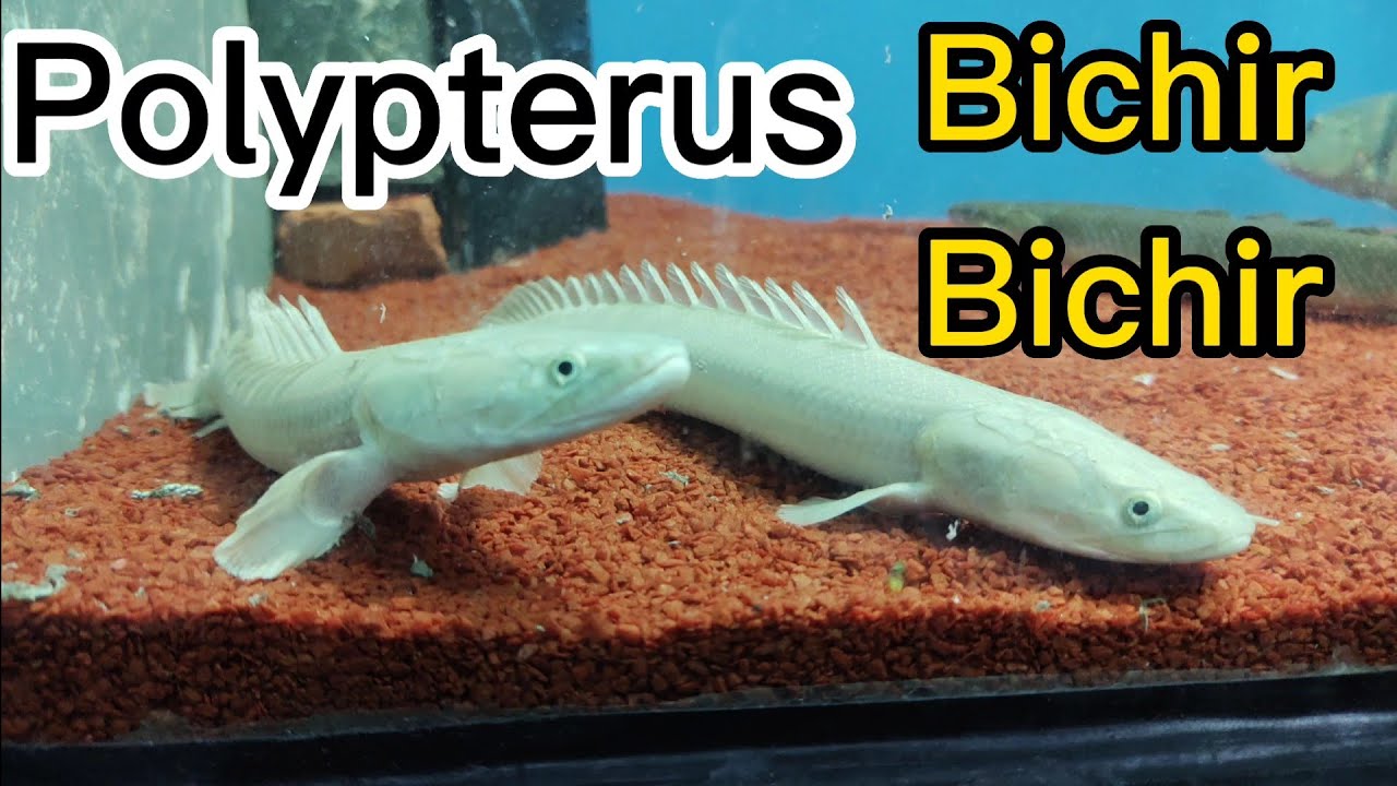 Peixe polypterus Bichir Bichir com 29 cm ... será Albino??? - YouTube