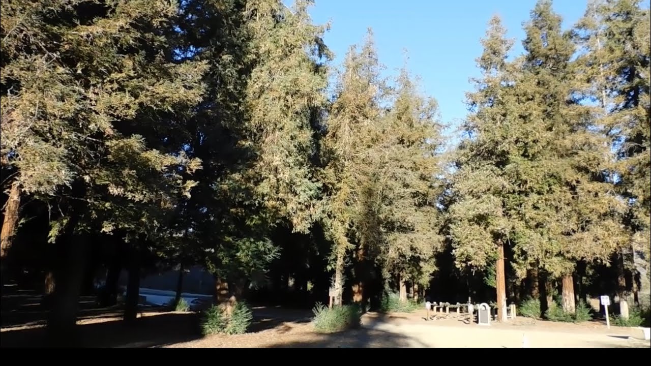 Redwood grove at Carbon canyon regional park (Orange county) - YouTube