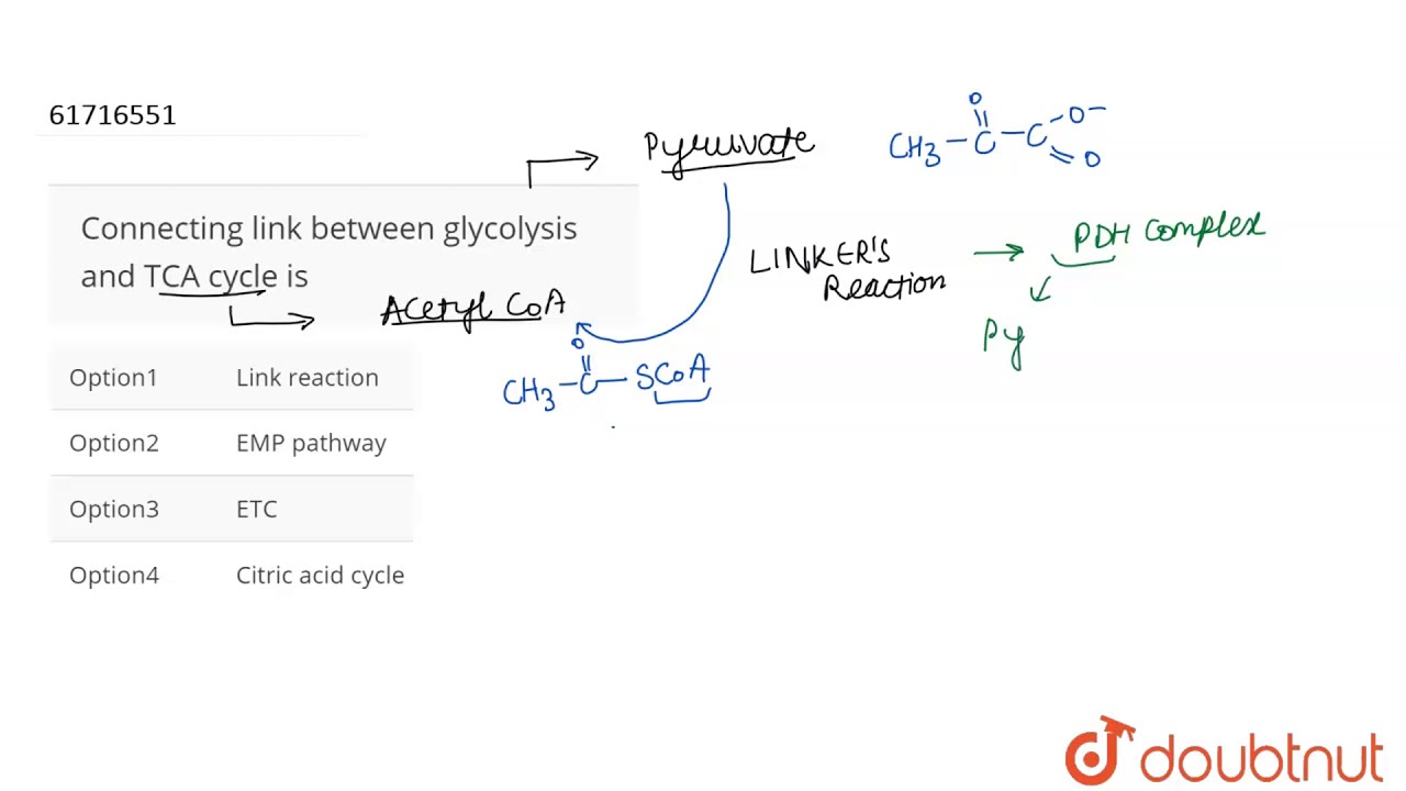 Connecting link between glycolysis and TCA cycle is - YouTube