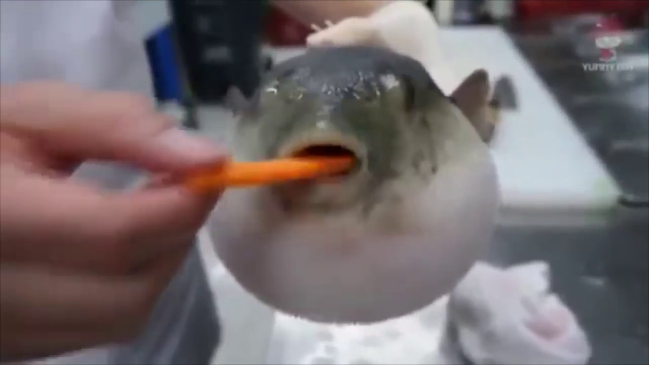 pufferfish eating a carrot but it gets faster each time - YouTube