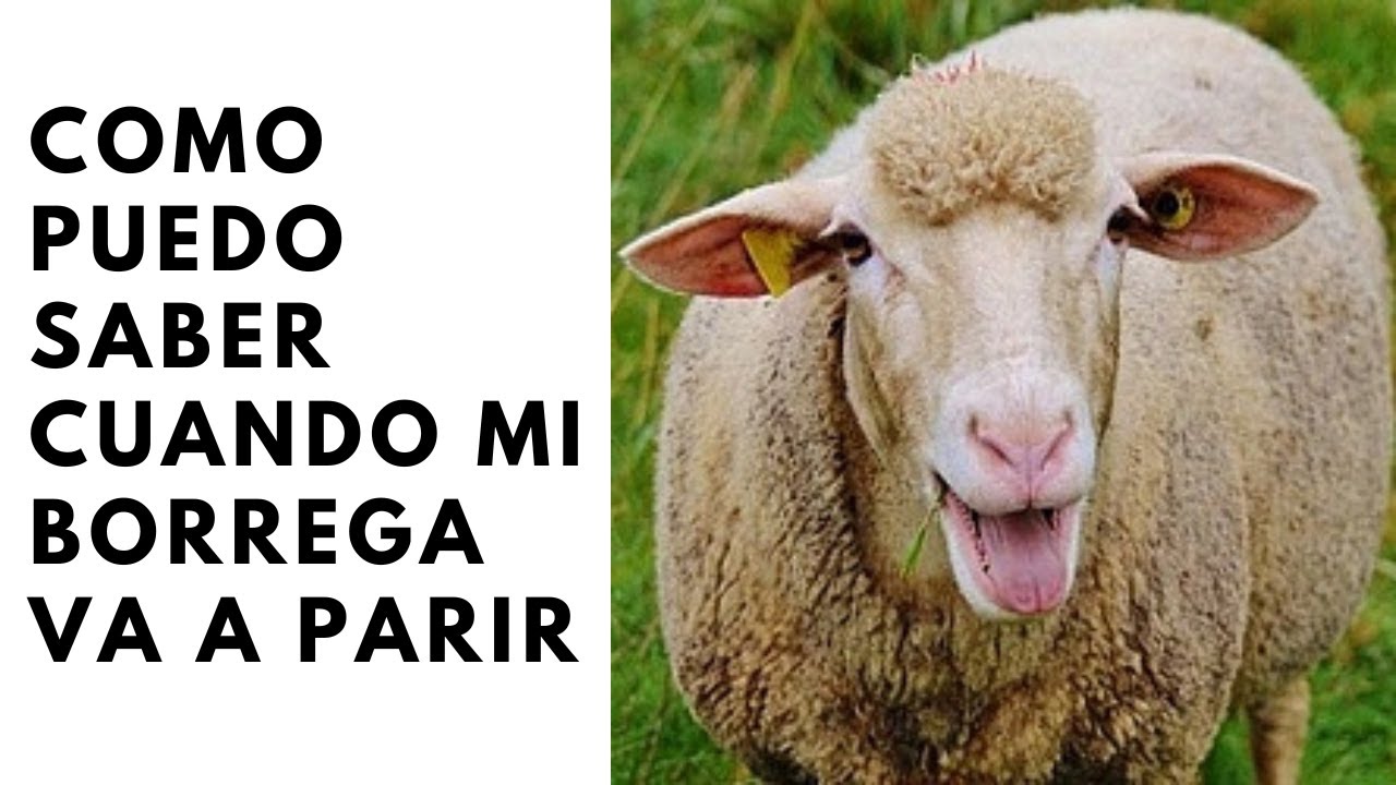 Como saber que mi borrega o cabra está a días de parir? Aquí te lo ...