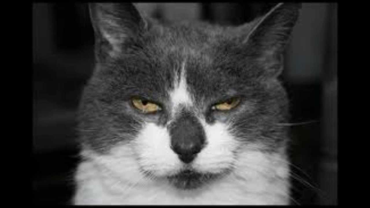 The international communist cat party presents mikes cat - YouTube