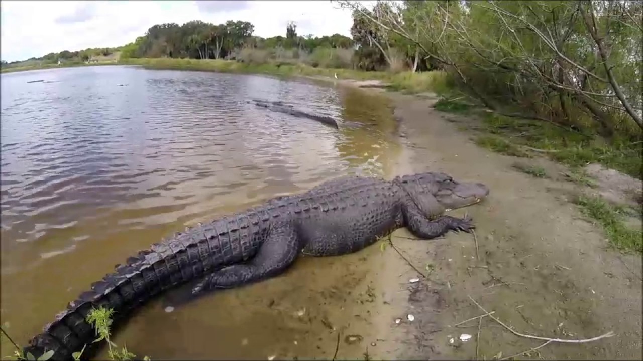 Gator Zilla - YouTube