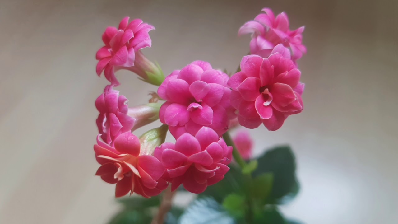 Hermann Hesse ~ Voll Blüten - YouTube