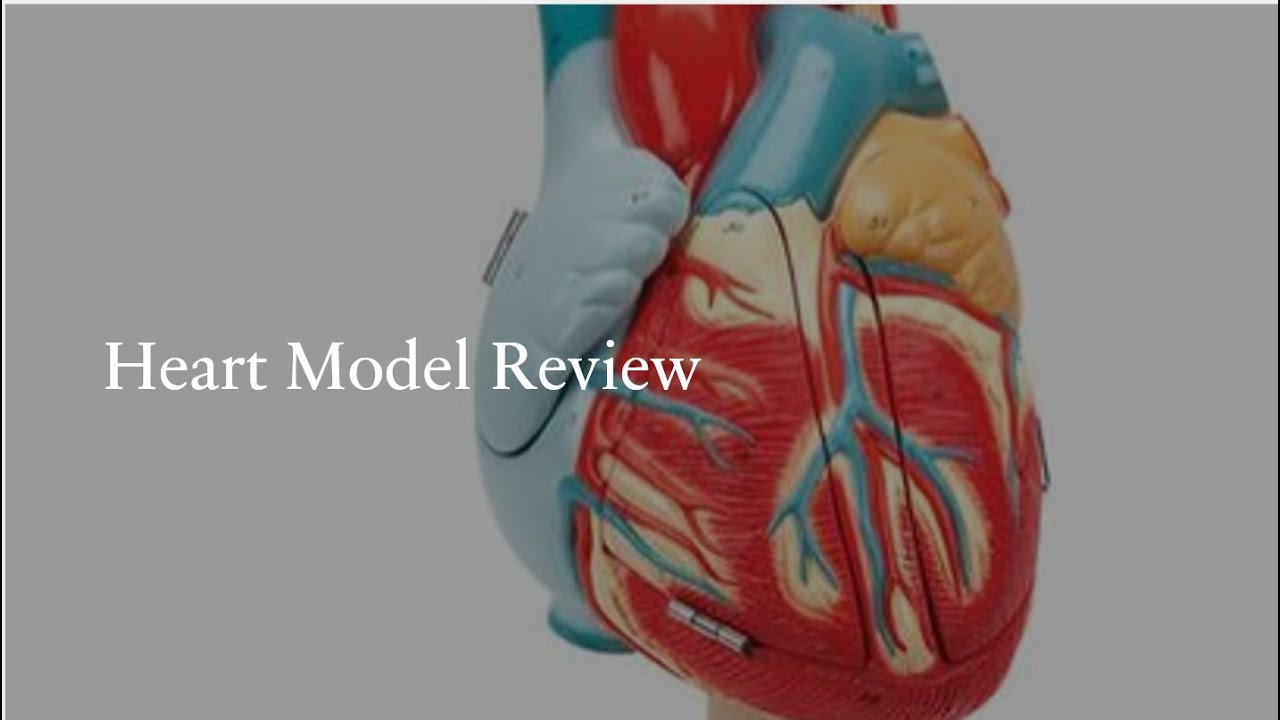 Heart Model Review - YouTube