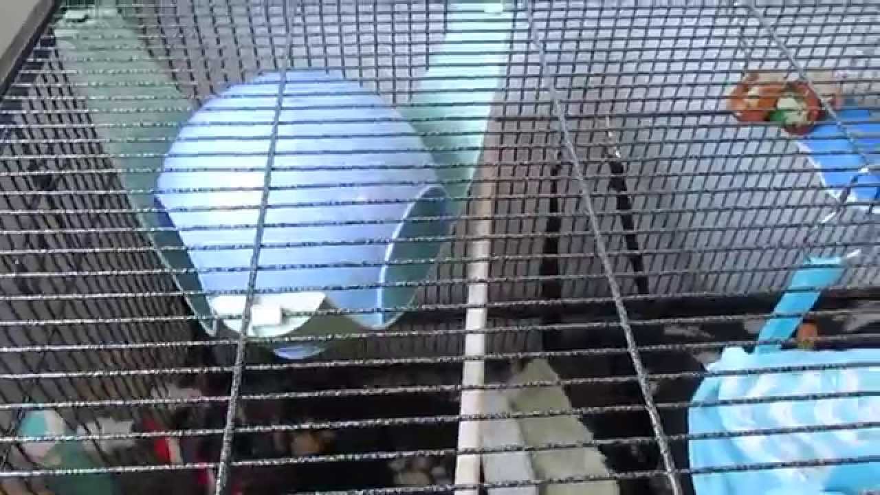 My Rats New Mansion! (Cage Tour) - YouTube