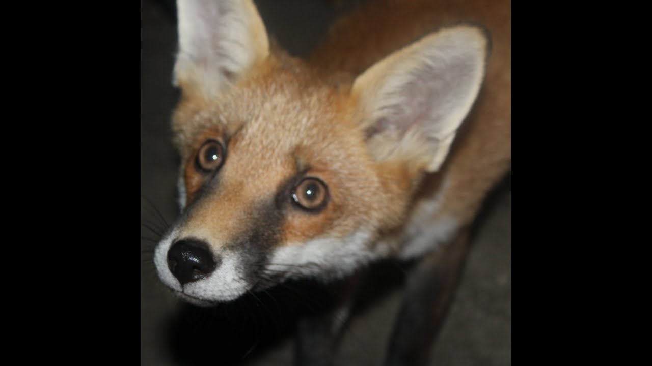 Fox Photo Highlights September 2021 2 - YouTube
