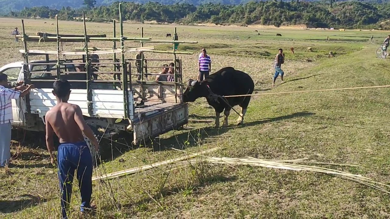 Mithun(gayal/Bos frontalis) state animal of Arunachal pradesh - YouTube
