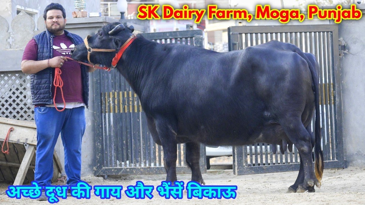 17 लीटर दूध की भैंसें, 30 लीटर दूध की गाय बिकाऊ। SK Dairy Farm, Moga ...