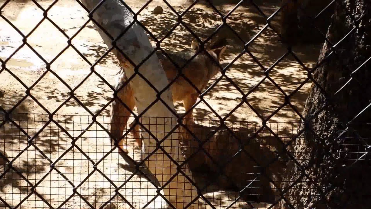Coyote at the Orange County Zoo - YouTube