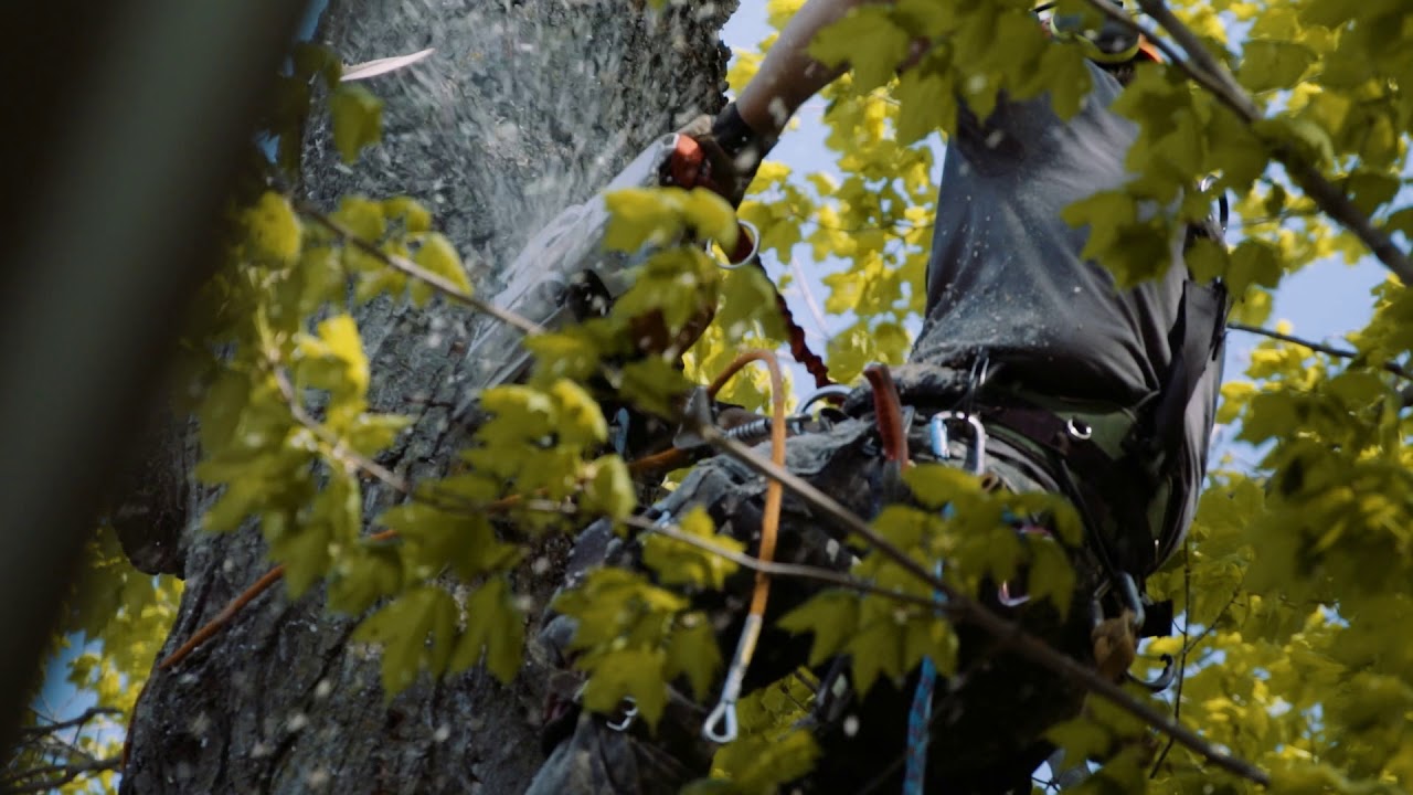 Service d'arbres Hugo - YouTube