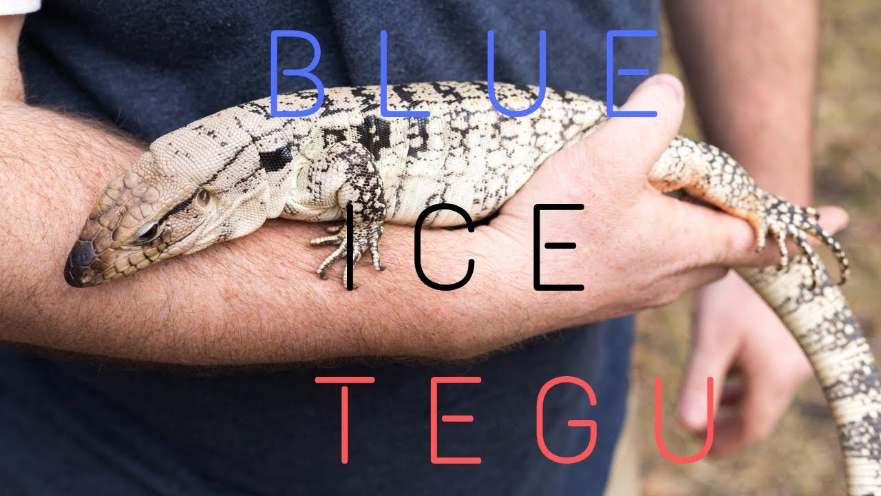Blue Ice Tegu! Introducing Van! - YouTube