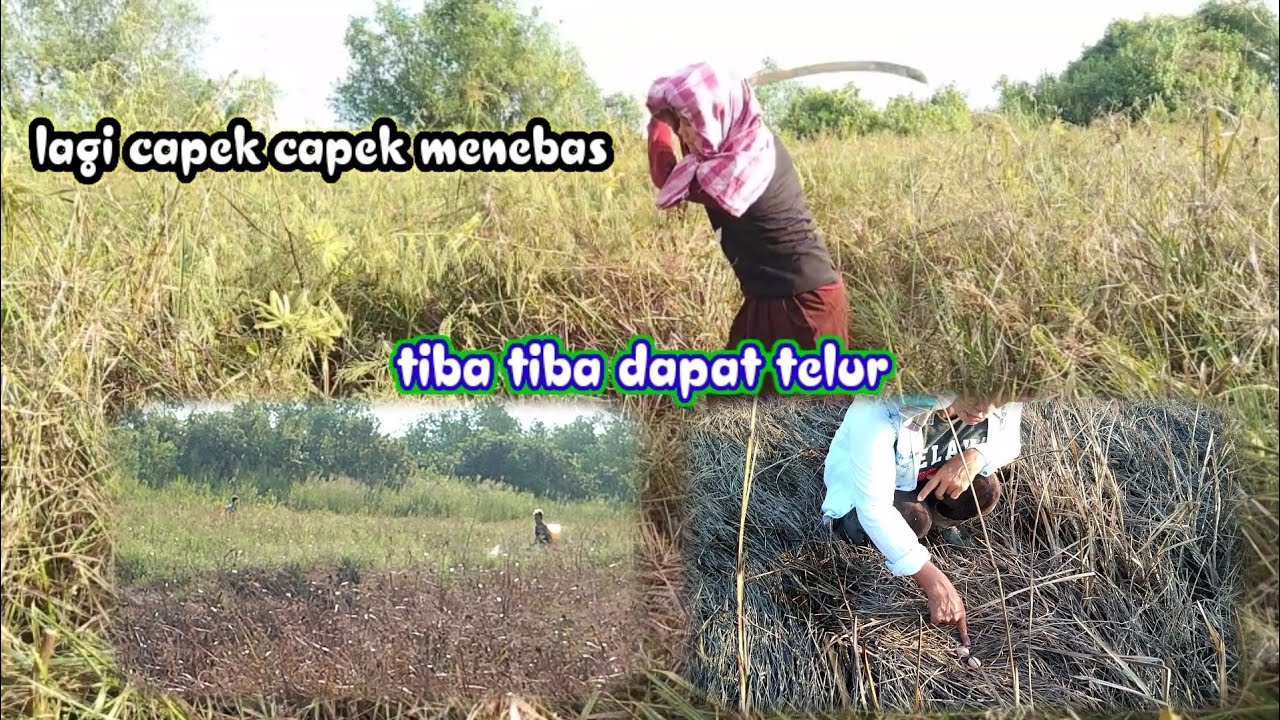 hari ini lanjut menebas dan menyemprot kayu duri duri - YouTube