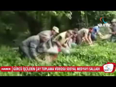 GÜRCÜ İŞÇİLERİN ÇAY TOPLAMA VİDEOSU SOSYAL MEDYAYI SALLADI