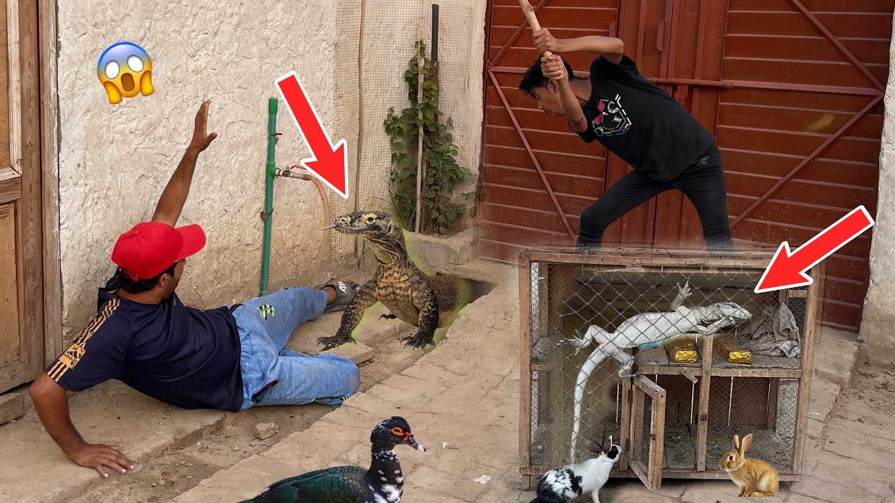 Finally Big Lizard Ko Paker Liya😱 - YouTube