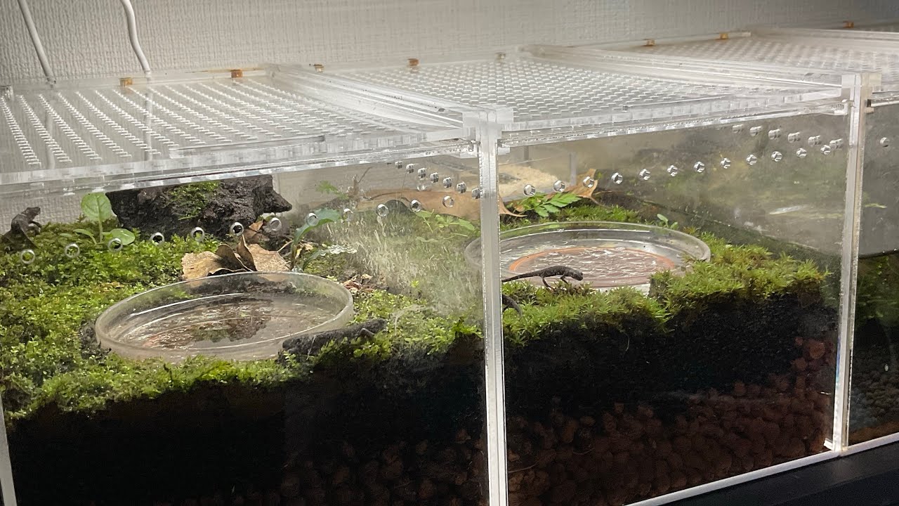 Fire Belly Newt Eft Tank Rebuild PART 2/3 - YouTube