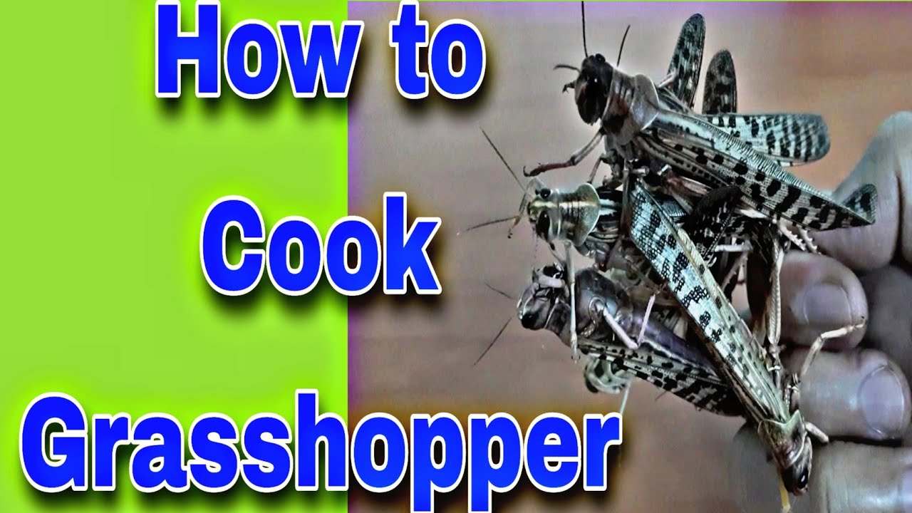 HOW TO COOK GRASSHOPPER #exotic_food - YouTube