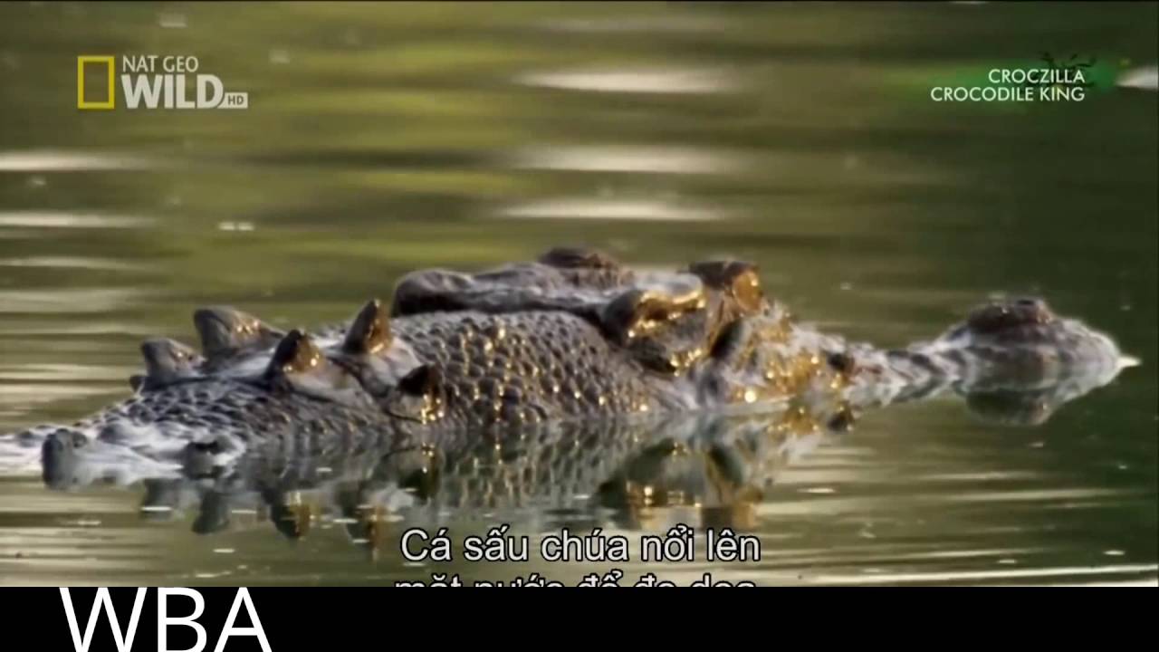 Most Amazing Wild Animal Attacks v19_HD - YouTube