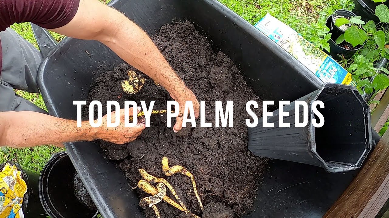 Toddy Palm Seeds
