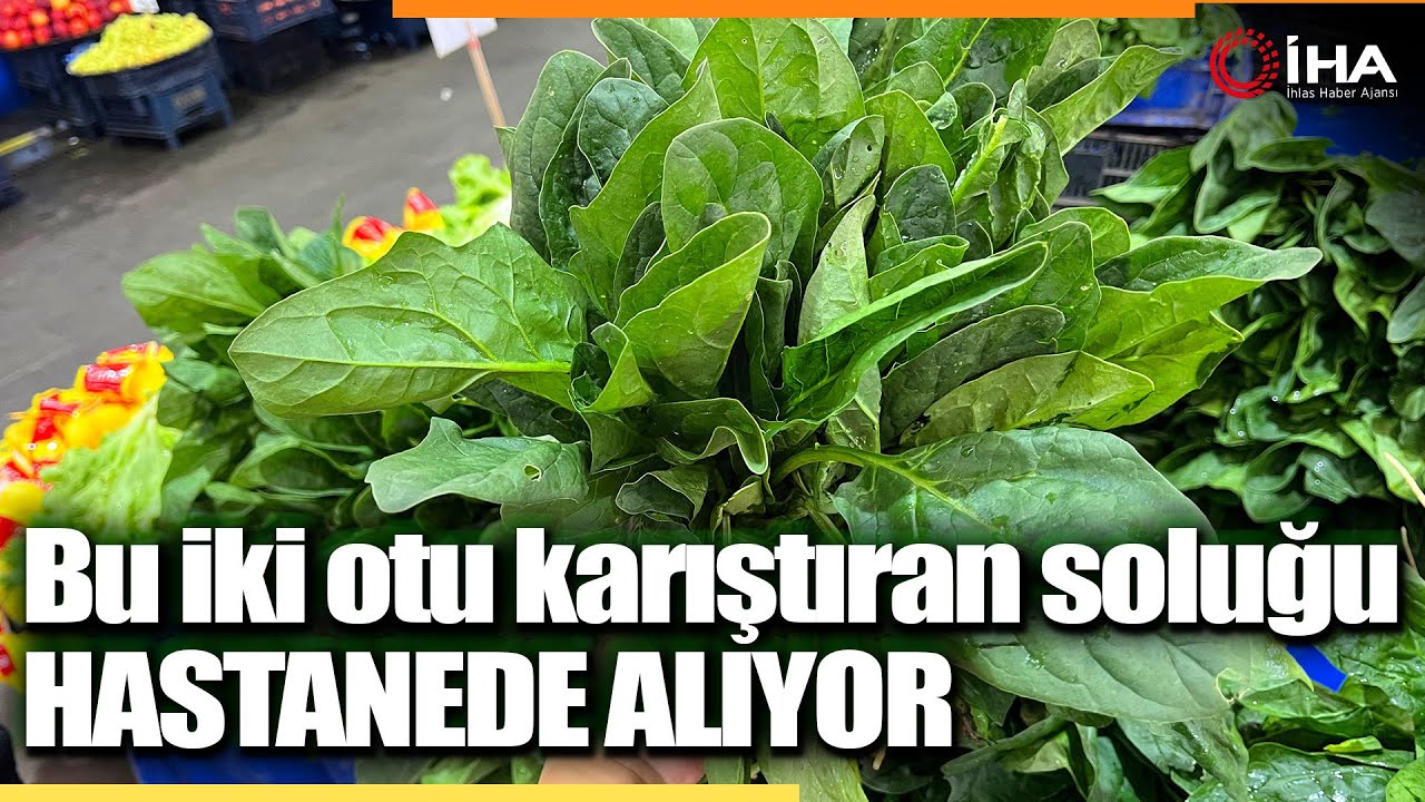 Bu İki Otu Karıştıranlar Ölümcül Sonuçlara Yol Açabiliyor - YouTube