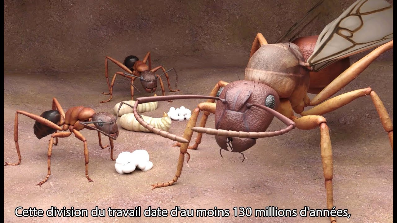 Bande-annonce: SECRETS DE FOURMIS (série de documentaires animés) - YouTube