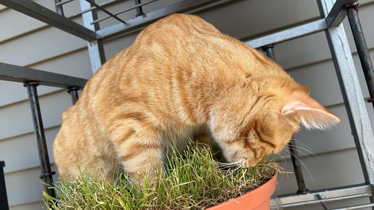 Orange cat live - YouTube