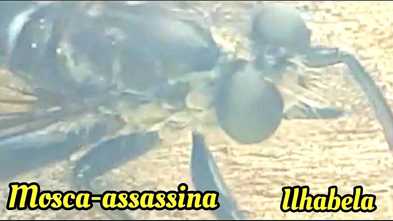 Mosca - Assassina (Asilidae) em Ilhabela - YouTube