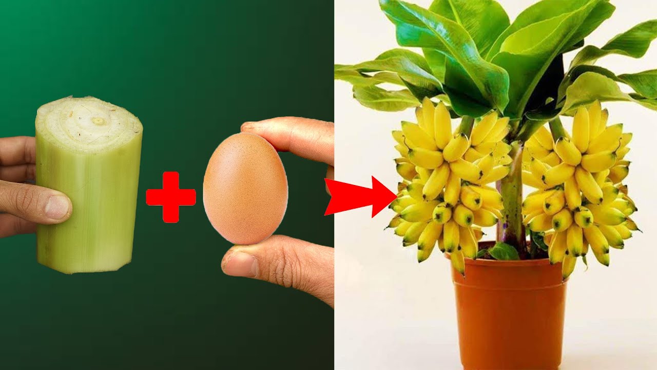 SUPER SPECIAL TECHNIQUE Growing bananas from banana stems produces ...