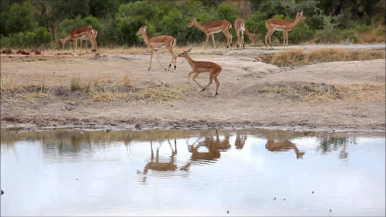 Small Impala Herd at the water hole 2 - YouTube