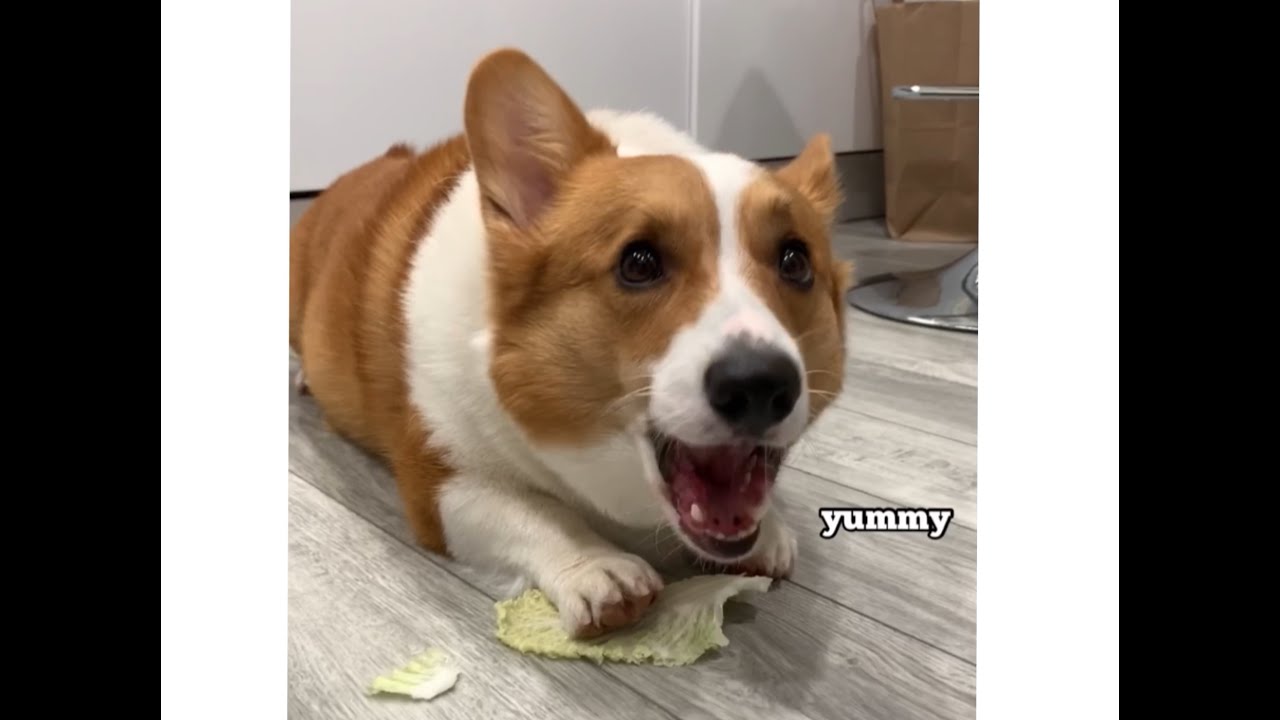 Corgi is cabbage lover [ASMR] - YouTube
