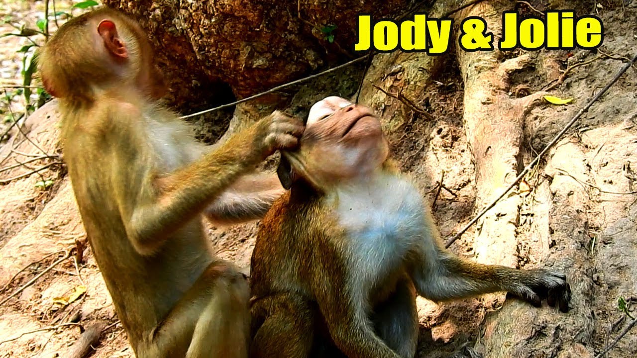 Oh God! Sovanna Member JOlie Tried To Hurt Jody Till He Cried And Ran ...