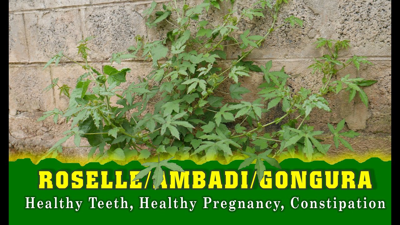 Bring Home Roselle (Ambadi) Leaves For Its Amazing Health Benefits ...