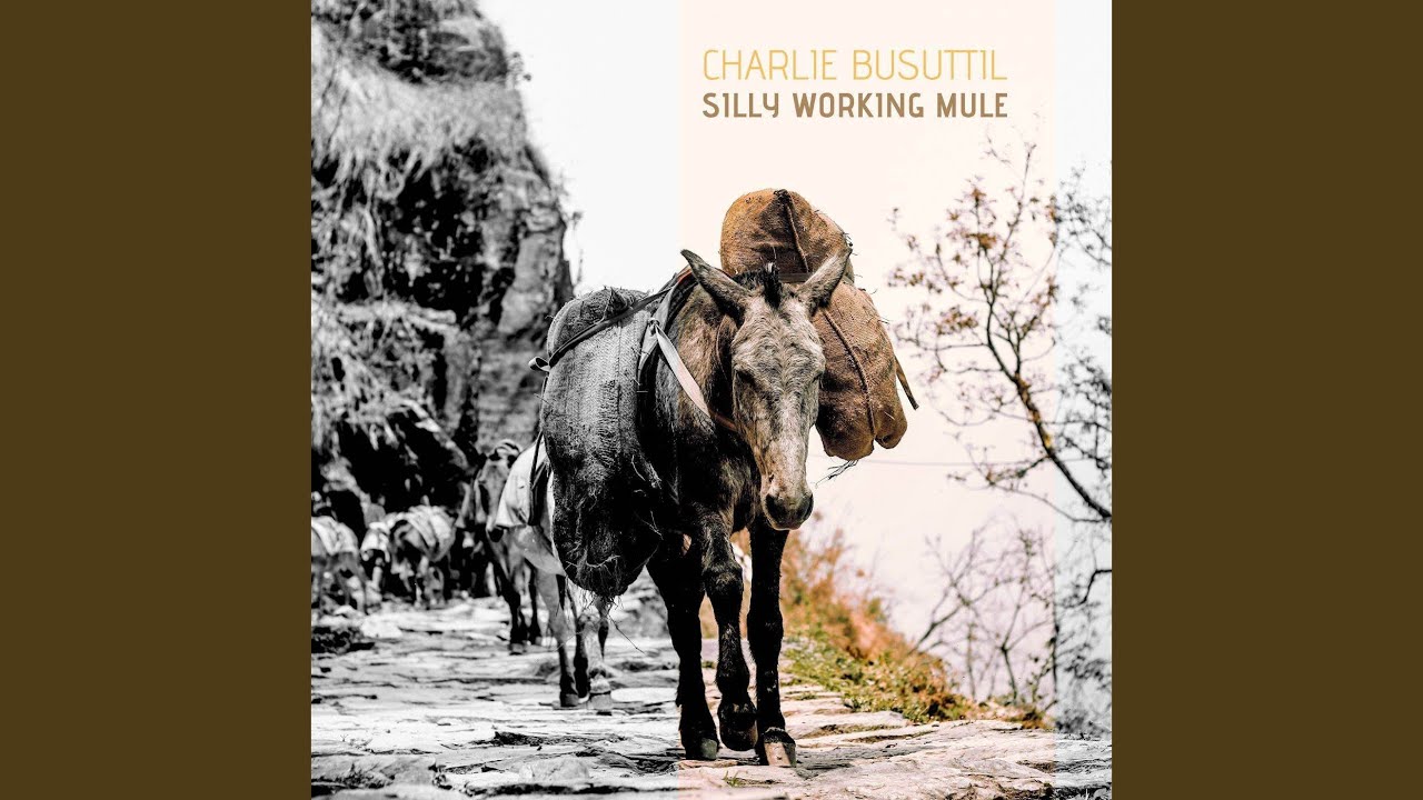 Silly Working Mule - YouTube