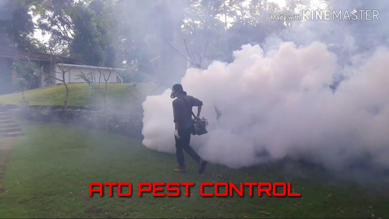 Pest control Bali / anti rayap Bali / termite Bali / Fogging Bali ...