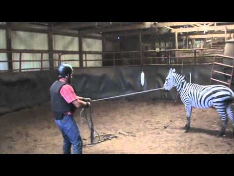 Eddie Training Zebra - Marty - Day 4 - YouTube