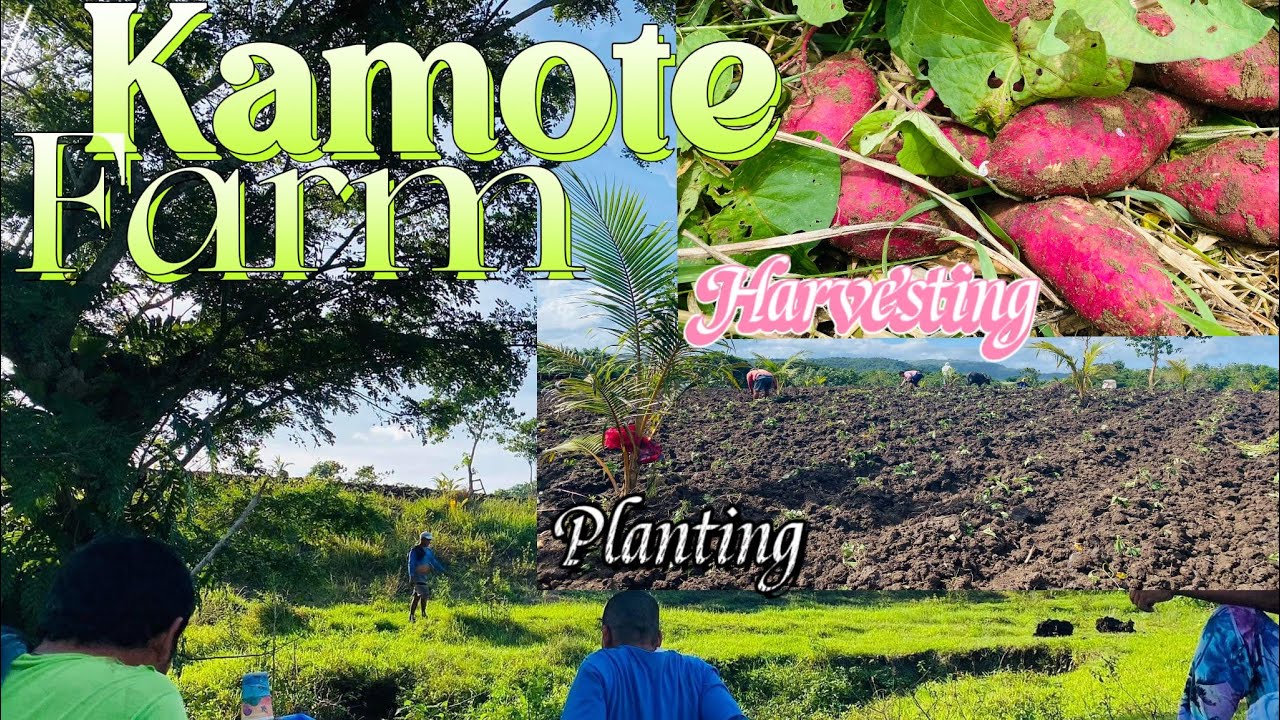 Bicol Kamote Farming(planting-harvesting) - YouTube