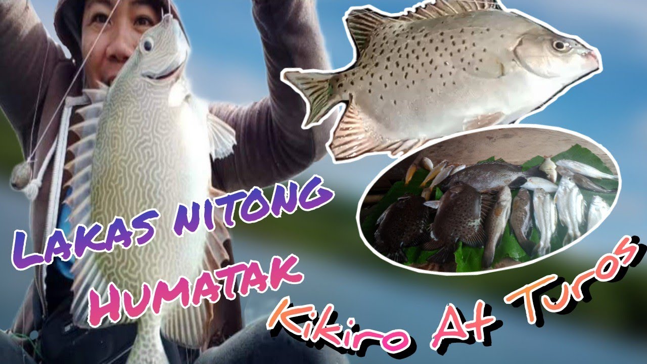 Vlog #38 | Giant Turos And Kikiro fish Huli namin #adventure #fish # ...